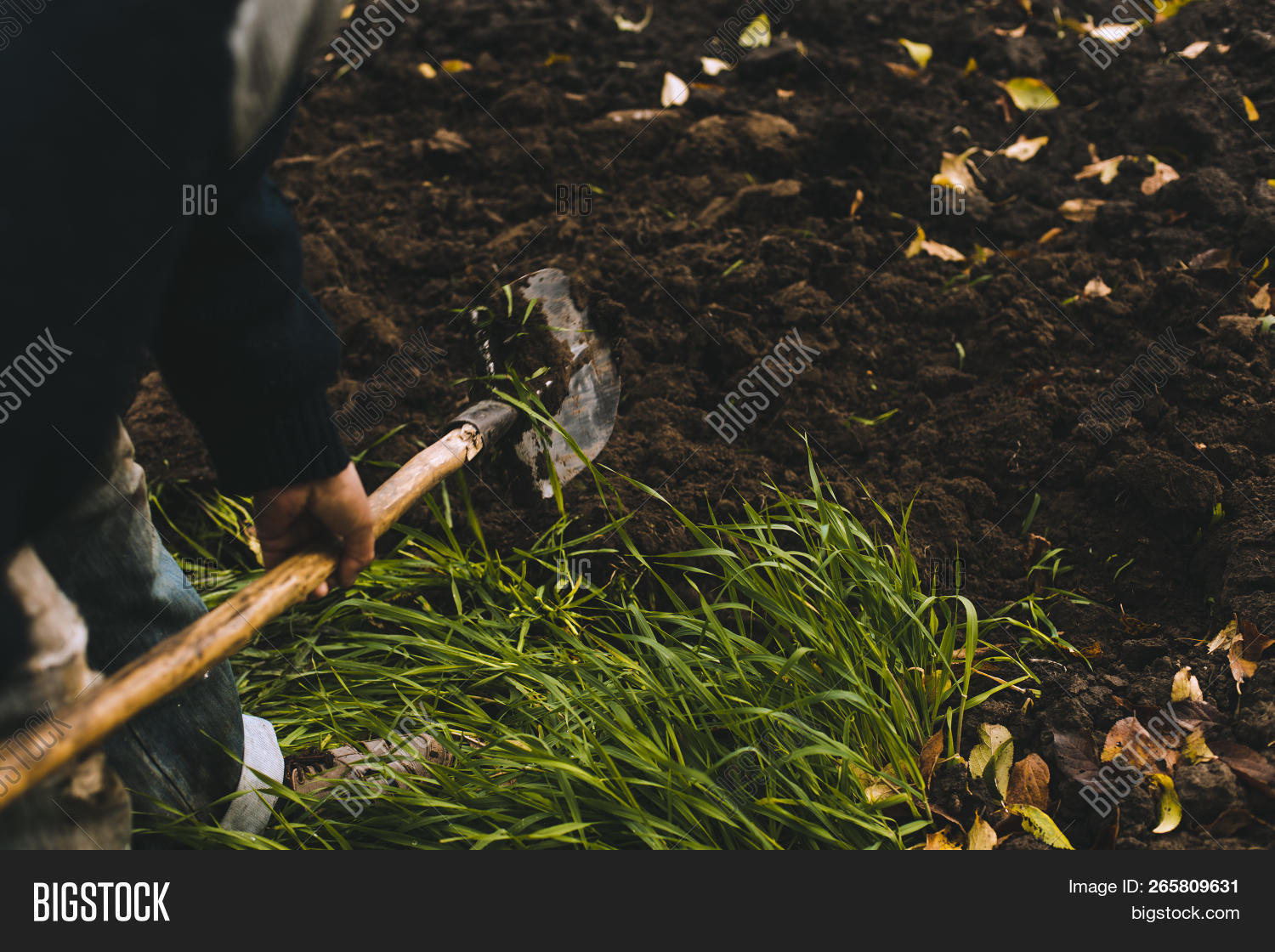 Man Digging Garden. Image & Photo (Free Trial) | Bigstock