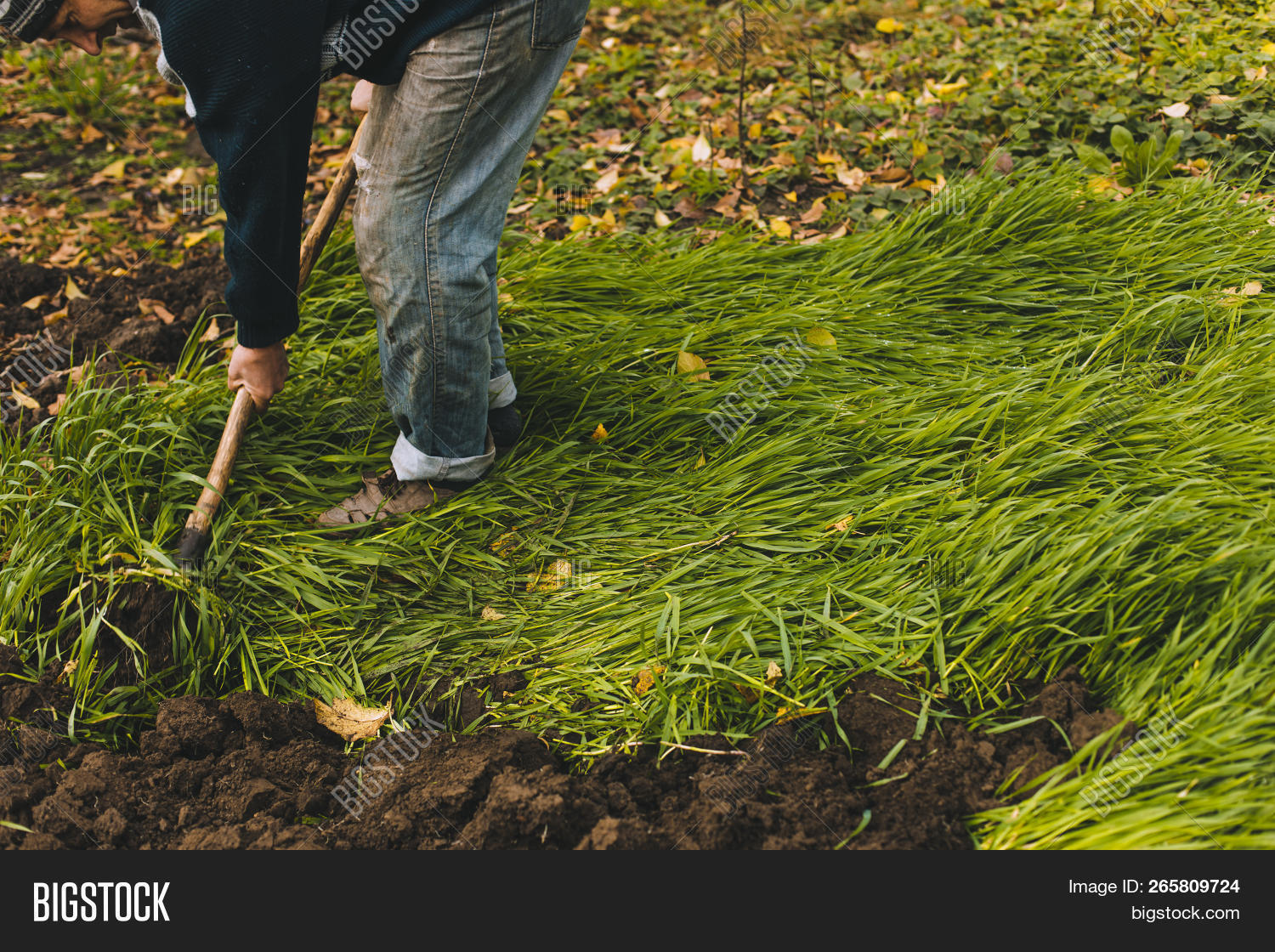 Man Digging Garden. Image & Photo (Free Trial) | Bigstock