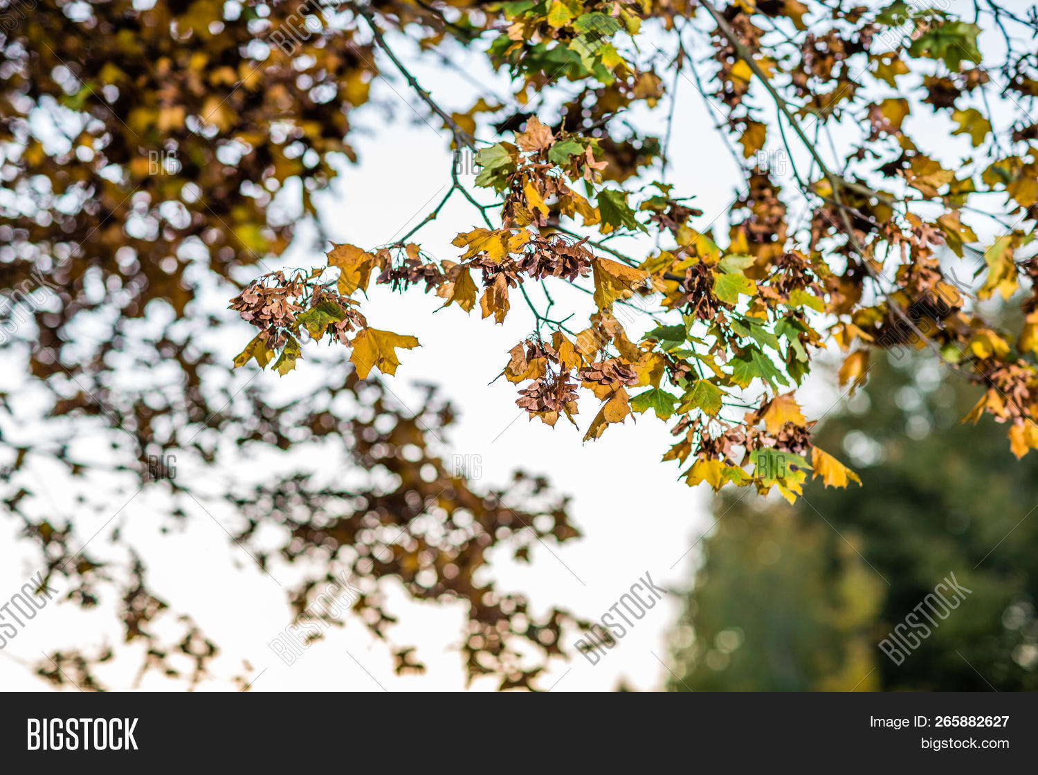 Autumn Brown Nature Image & Photo (Free Trial) | Bigstock