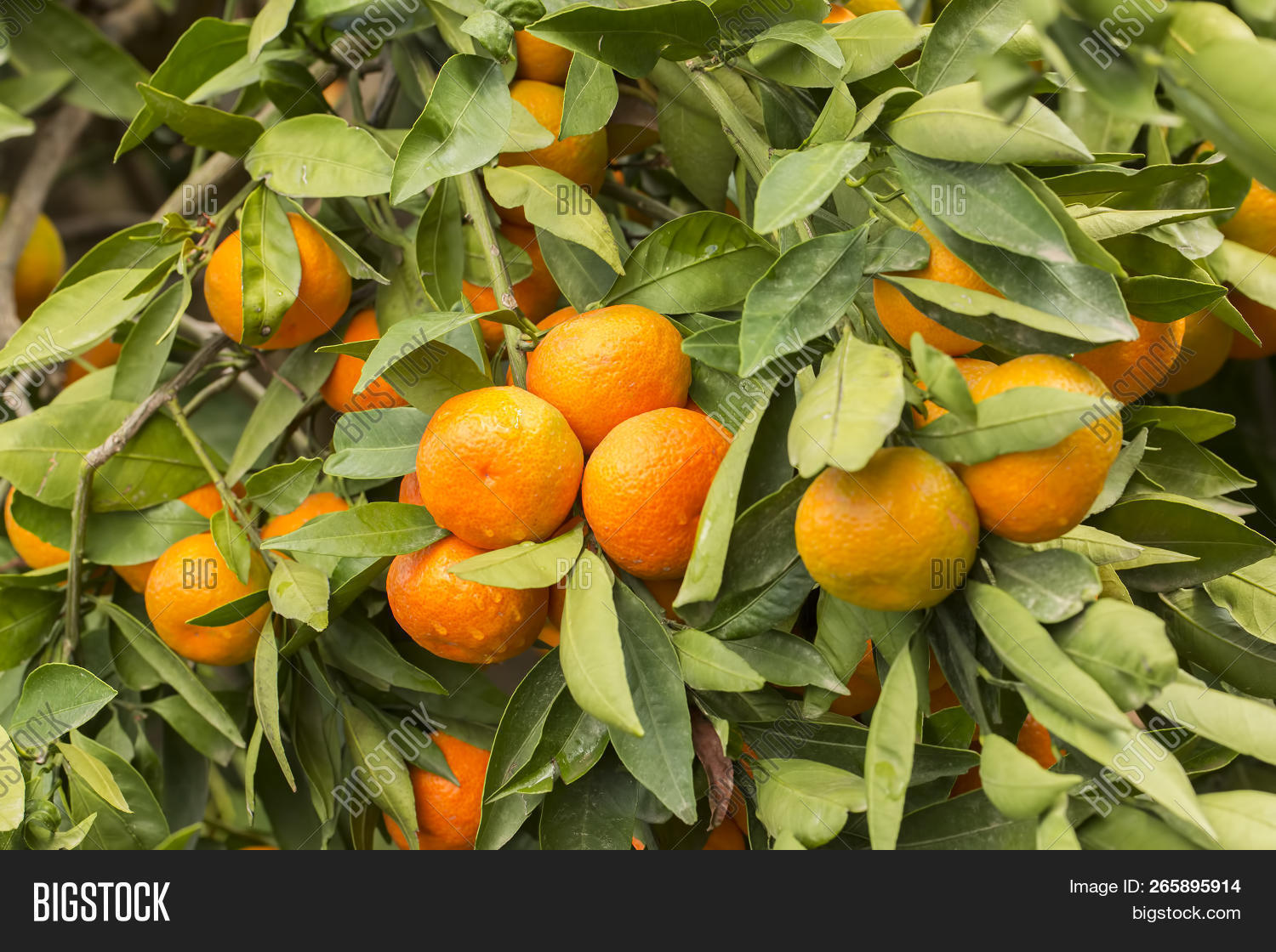 Tangerine Tree, Ripe Image & Photo (Free Trial) | Bigstock