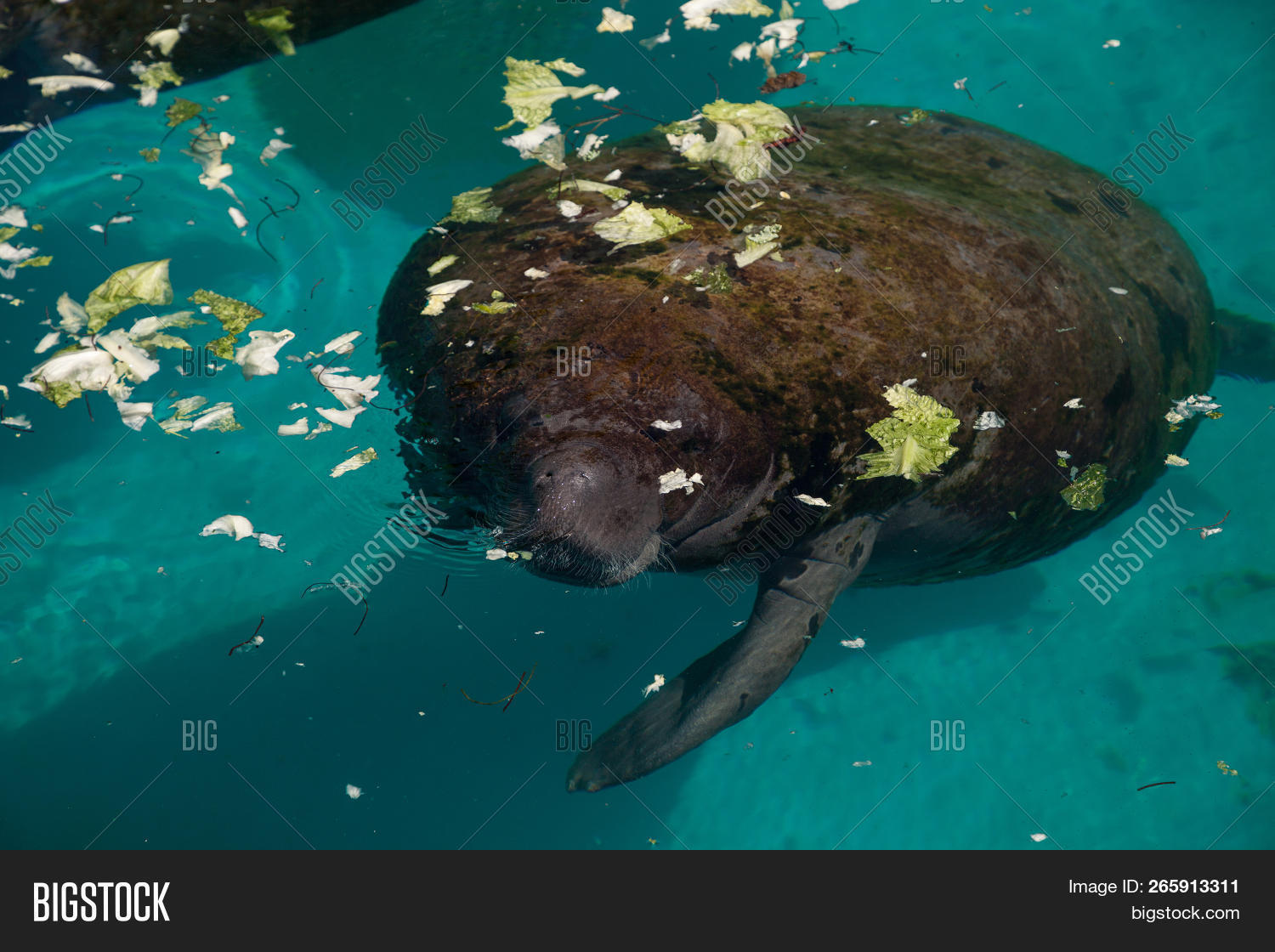 Florida Manatee Called Image & Photo (Free Trial) | Bigstock