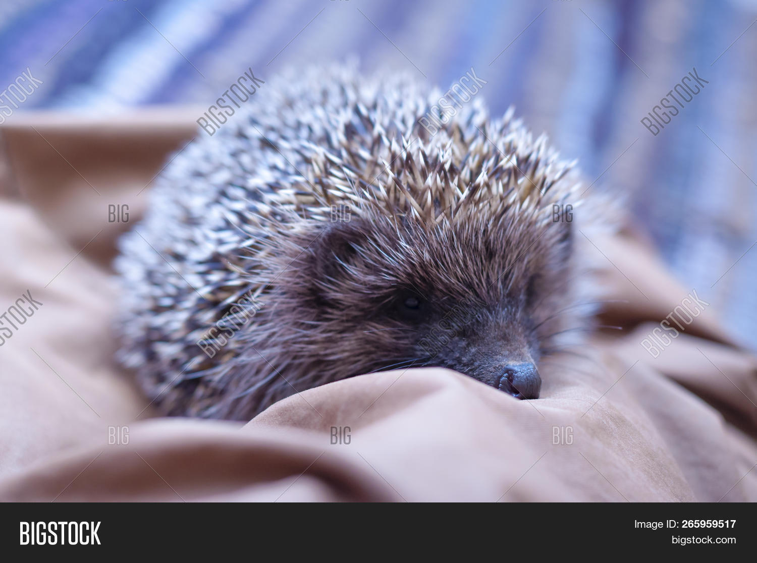 Hedgehog Any Spiny Image & Photo (Free Trial) | Bigstock