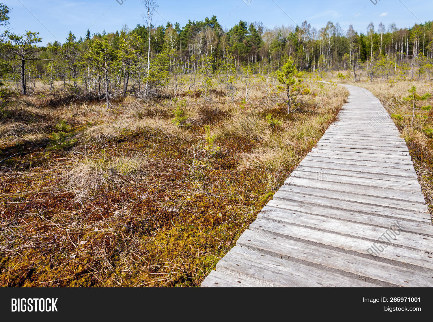 Wooden Plank Walkway Image & Photo (Free Trial) | Bigstock
