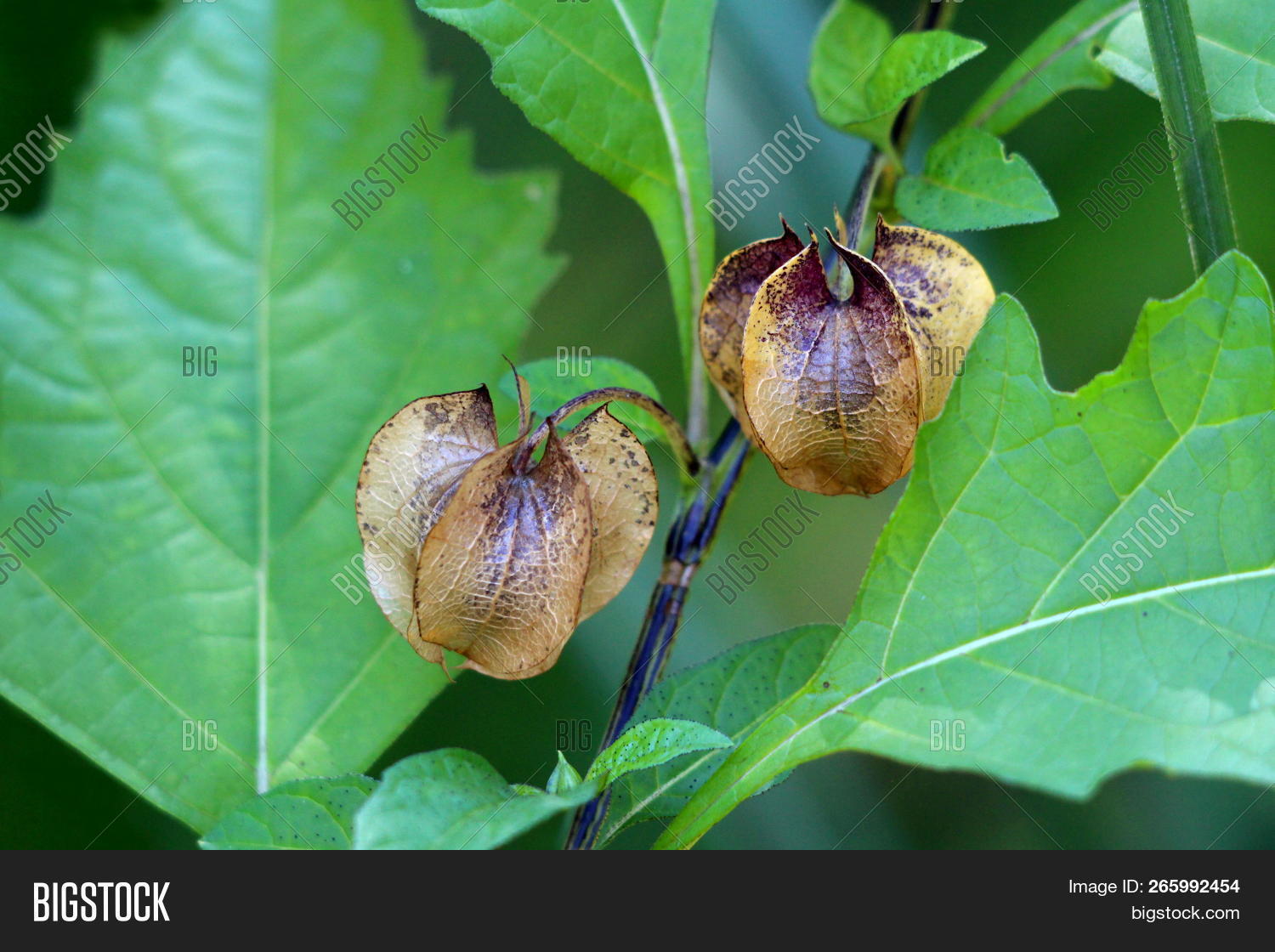 Nicandra Physalodes Image & Photo (Free Trial) | Bigstock