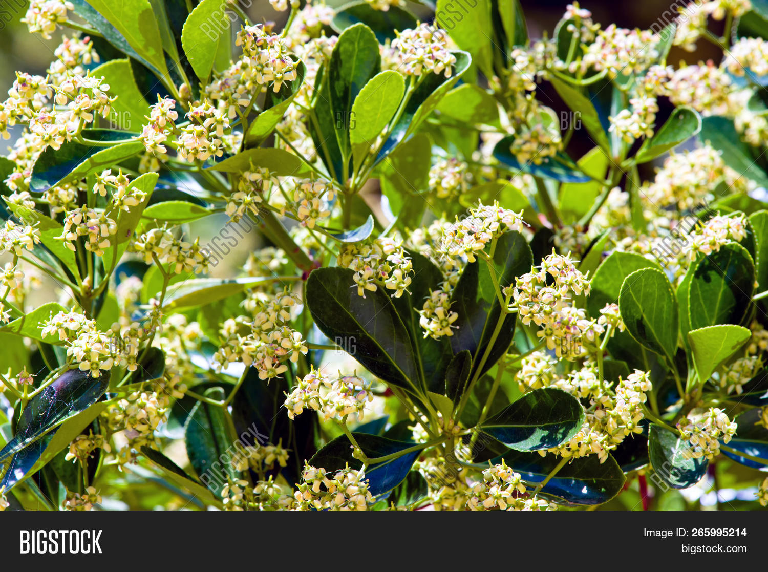 Foliage Flowers Image & Photo (Free Trial) | Bigstock