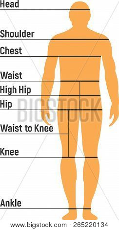 Man Size Chart. Human Vector & Photo (Free Trial) | Bigstock