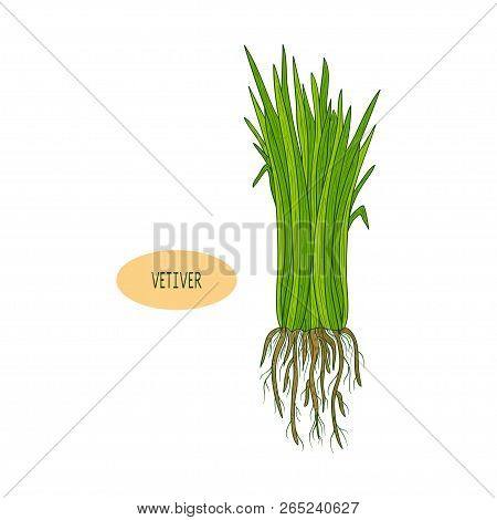 Vetiver Vector Images, Illustrations & Vectors (Free) - Bigstock