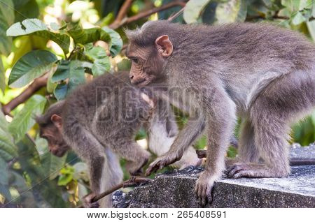 Bonnet Monkey Have Image & Photo (Free Trial) | Bigstock
