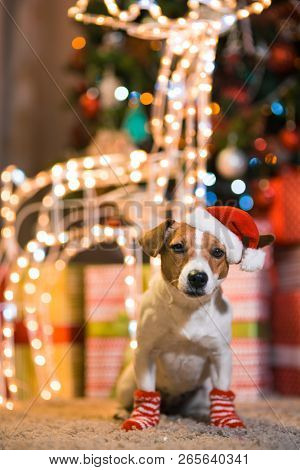 Dog Under Tree Images, Illustrations & Vectors (Free) - Bigstock