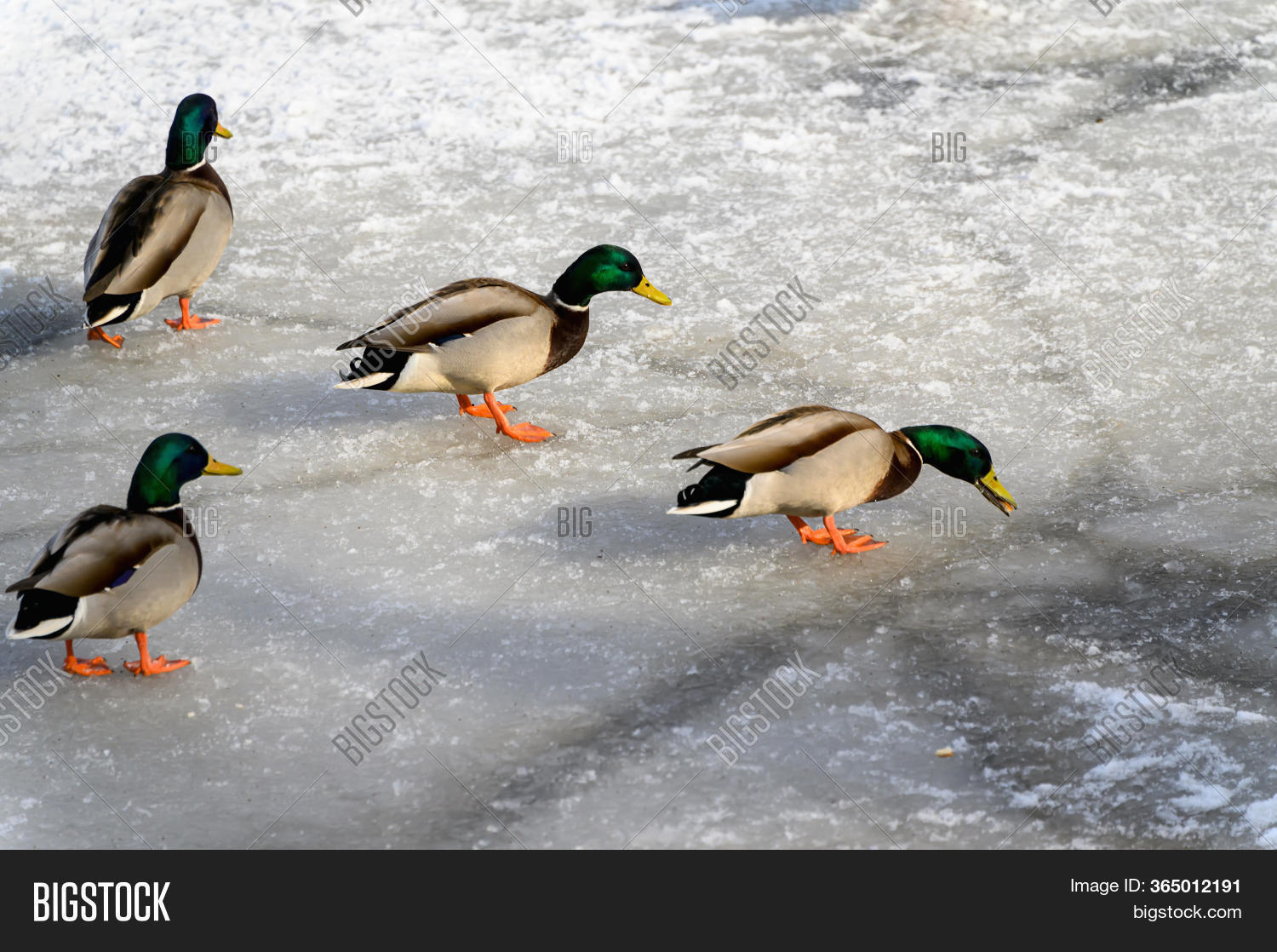 Ducks Walk On Ice Image & Photo (Free Trial) | Bigstock
