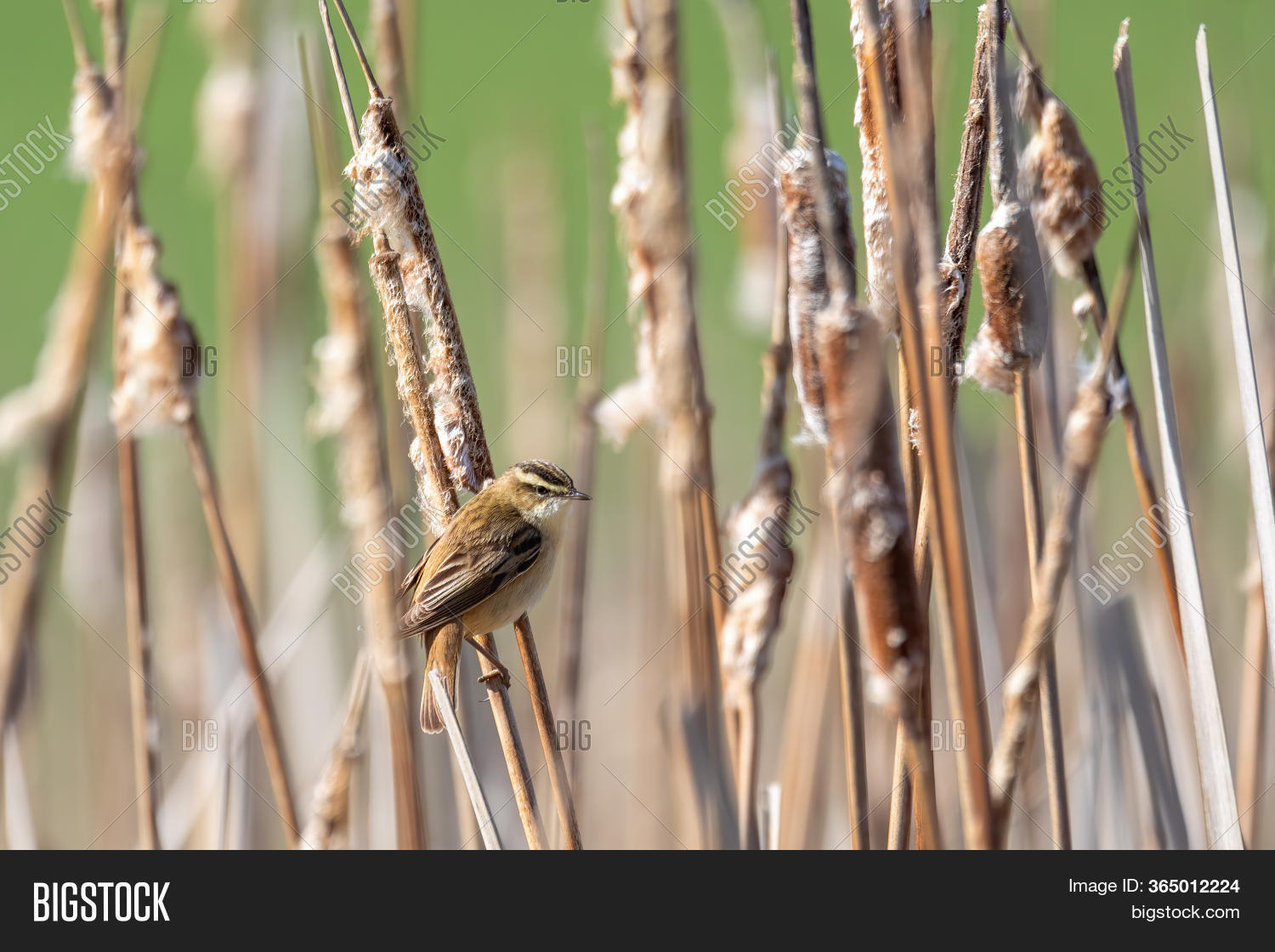 Small Song Bird Sedge Image & Photo (Free Trial) | Bigstock