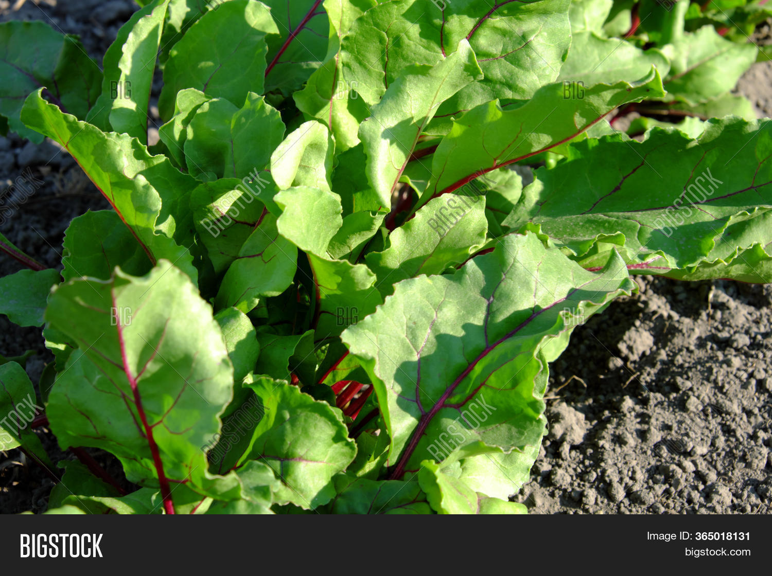 Beetroot Growing Image & Photo (Free Trial) | Bigstock