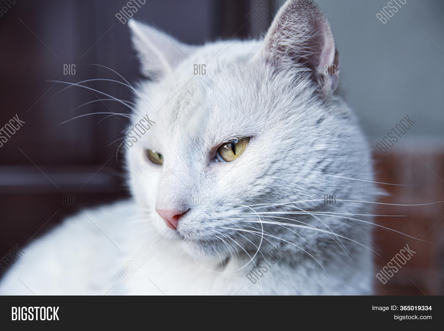 Beautiful White Cat Image & Photo (Free Trial) | Bigstock