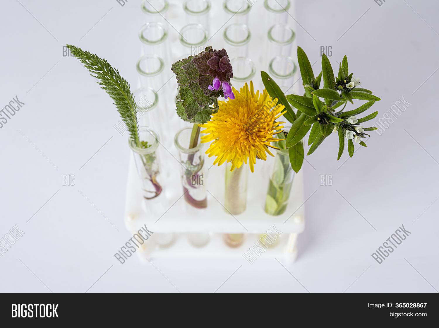 Flowers Plants Test Image & Photo (Free Trial) | Bigstock