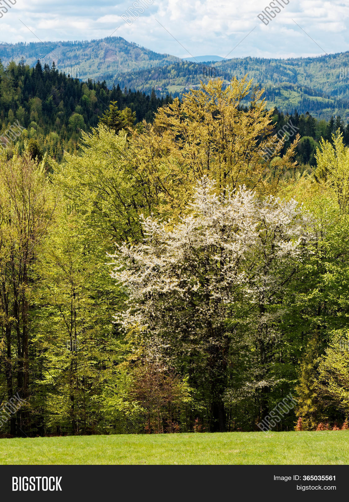 Blooming Tree Beaten Image & Photo (Free Trial) | Bigstock