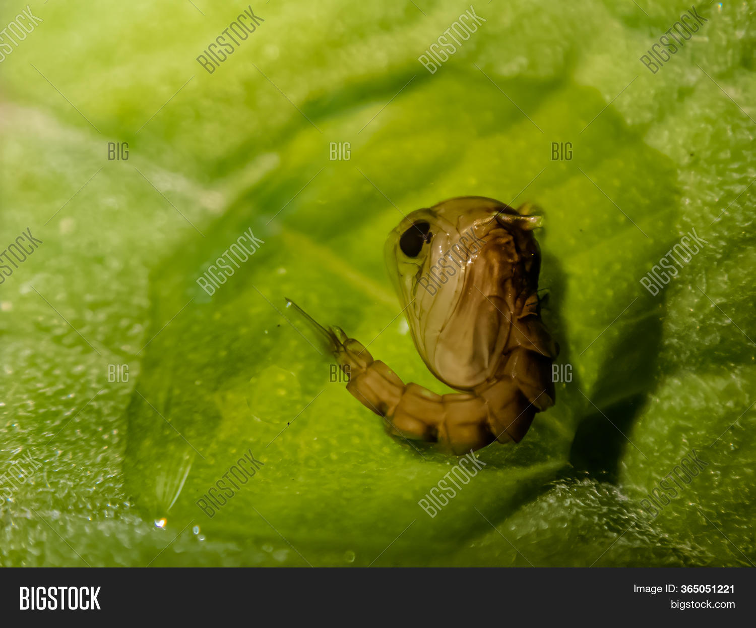 Pupa Mosquito, Close Image & Photo (Free Trial) | Bigstock