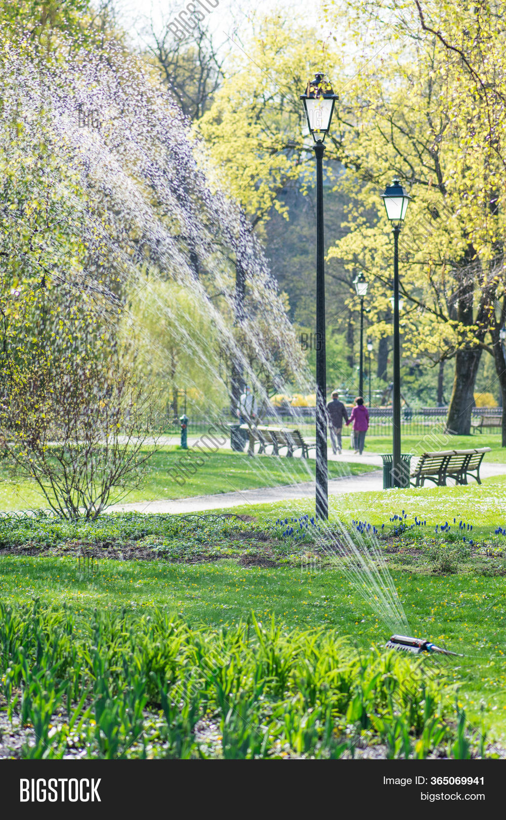 Garden Park Watering Image & Photo (Free Trial) | Bigstock