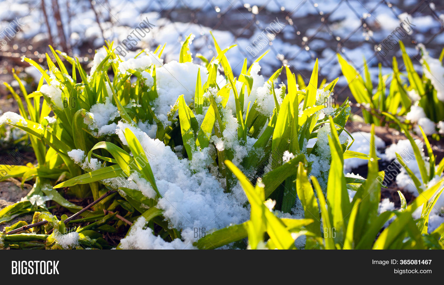 Sprouted Young Grass Image & Photo (Free Trial) | Bigstock