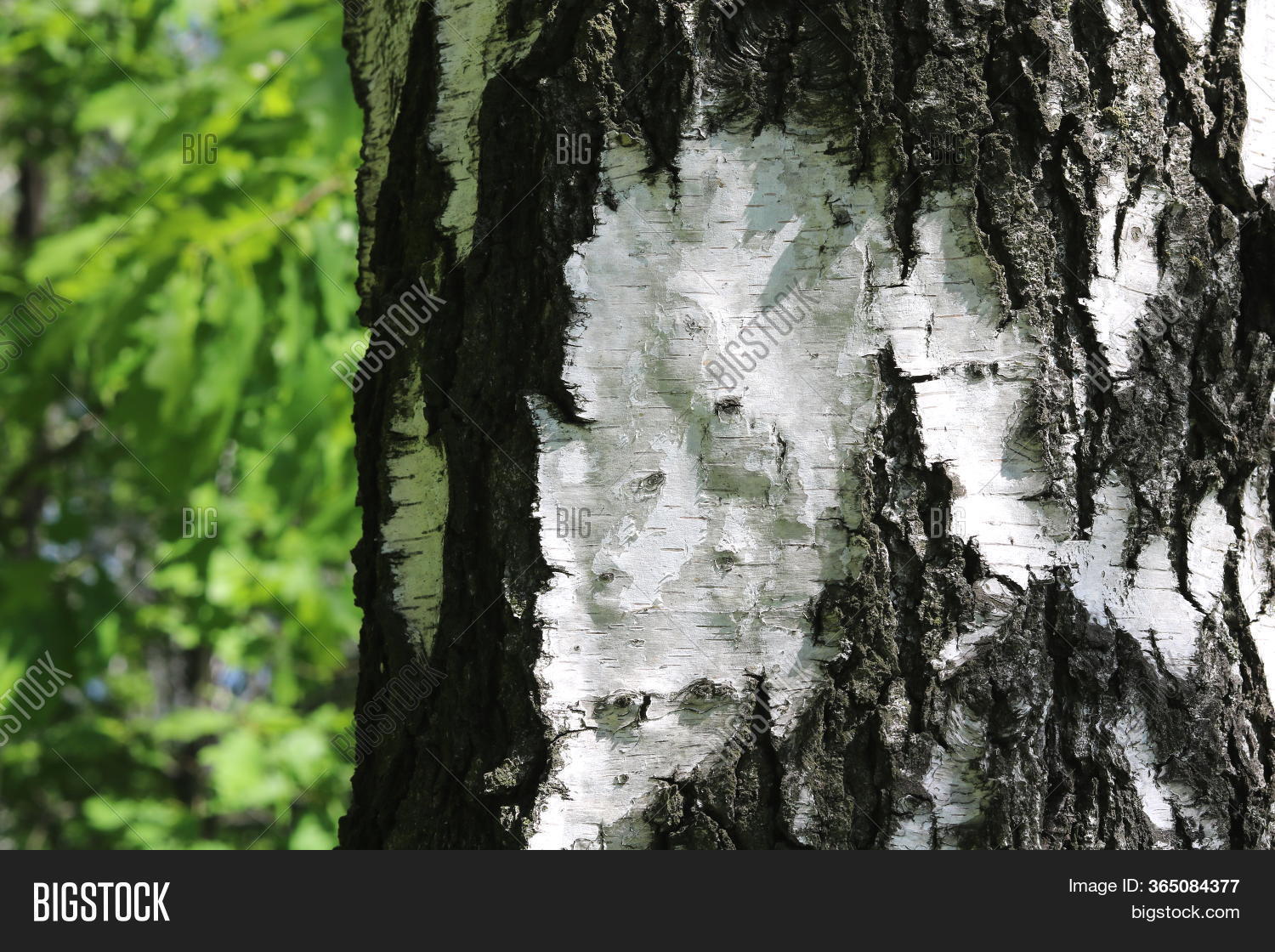 Beautiful Birch Trees Image & Photo (Free Trial) | Bigstock