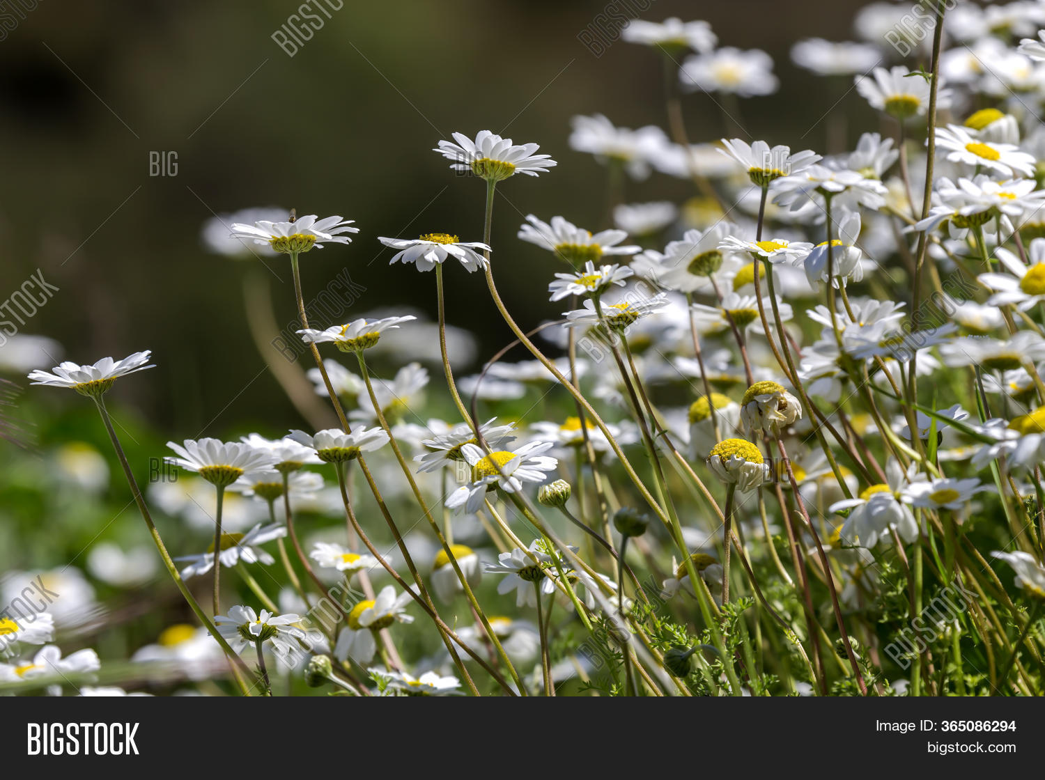 Flora Greece. Image & Photo (Free Trial) | Bigstock