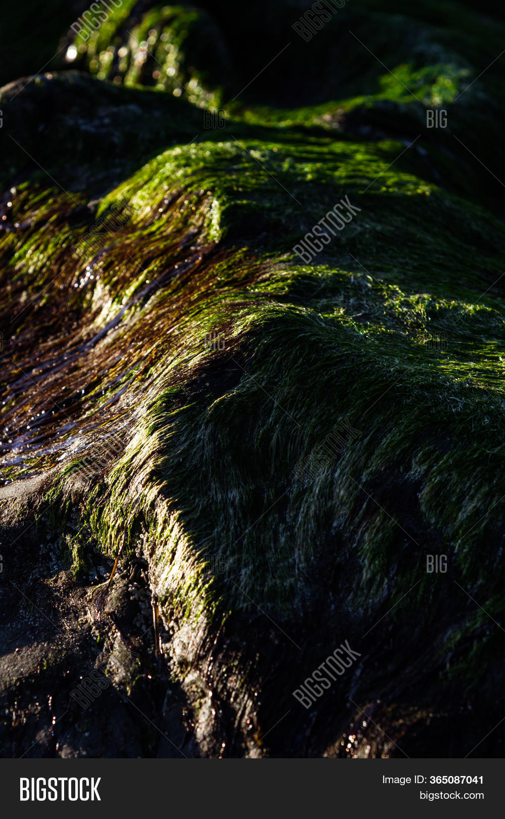 Green Seaweed On Rock Image & Photo (Free Trial) | Bigstock