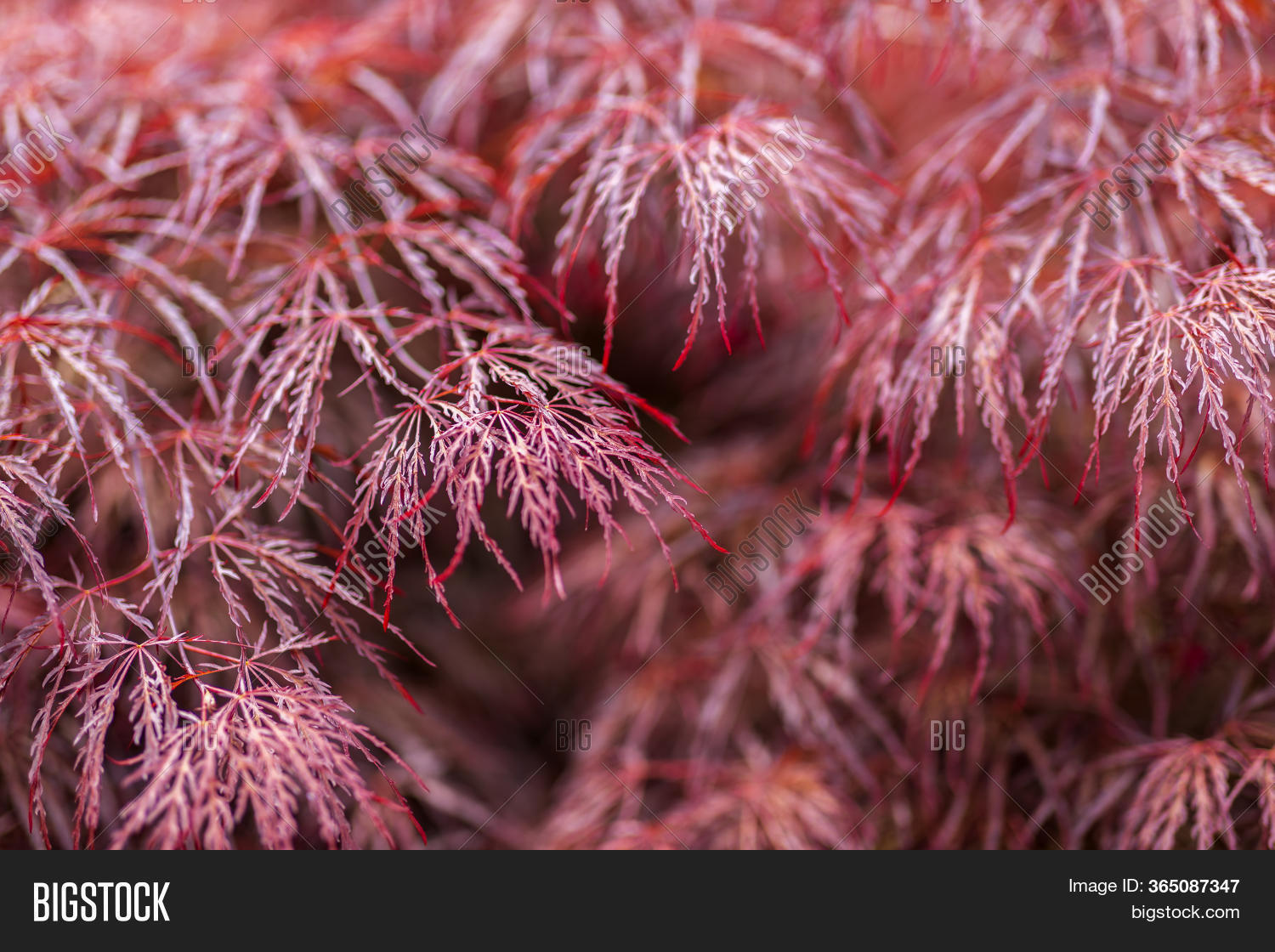 Red Foliage Weeping Image & Photo (Free Trial) | Bigstock