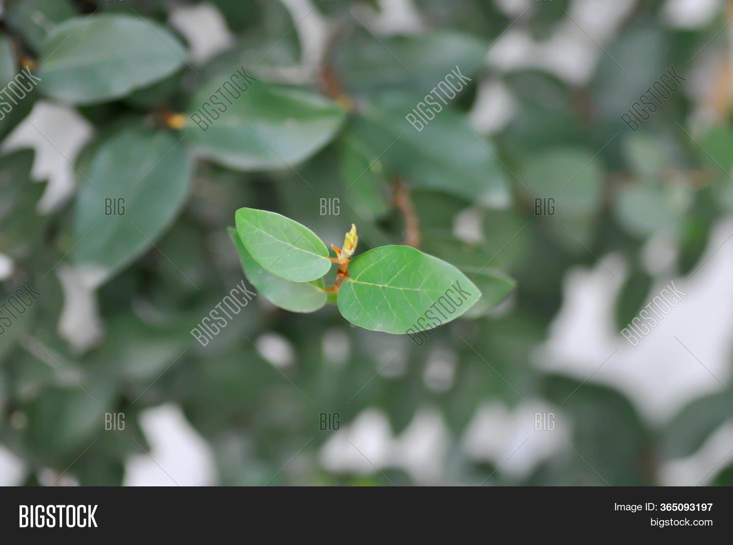 Ficus Pumila Climbing Image & Photo (Free Trial) | Bigstock
