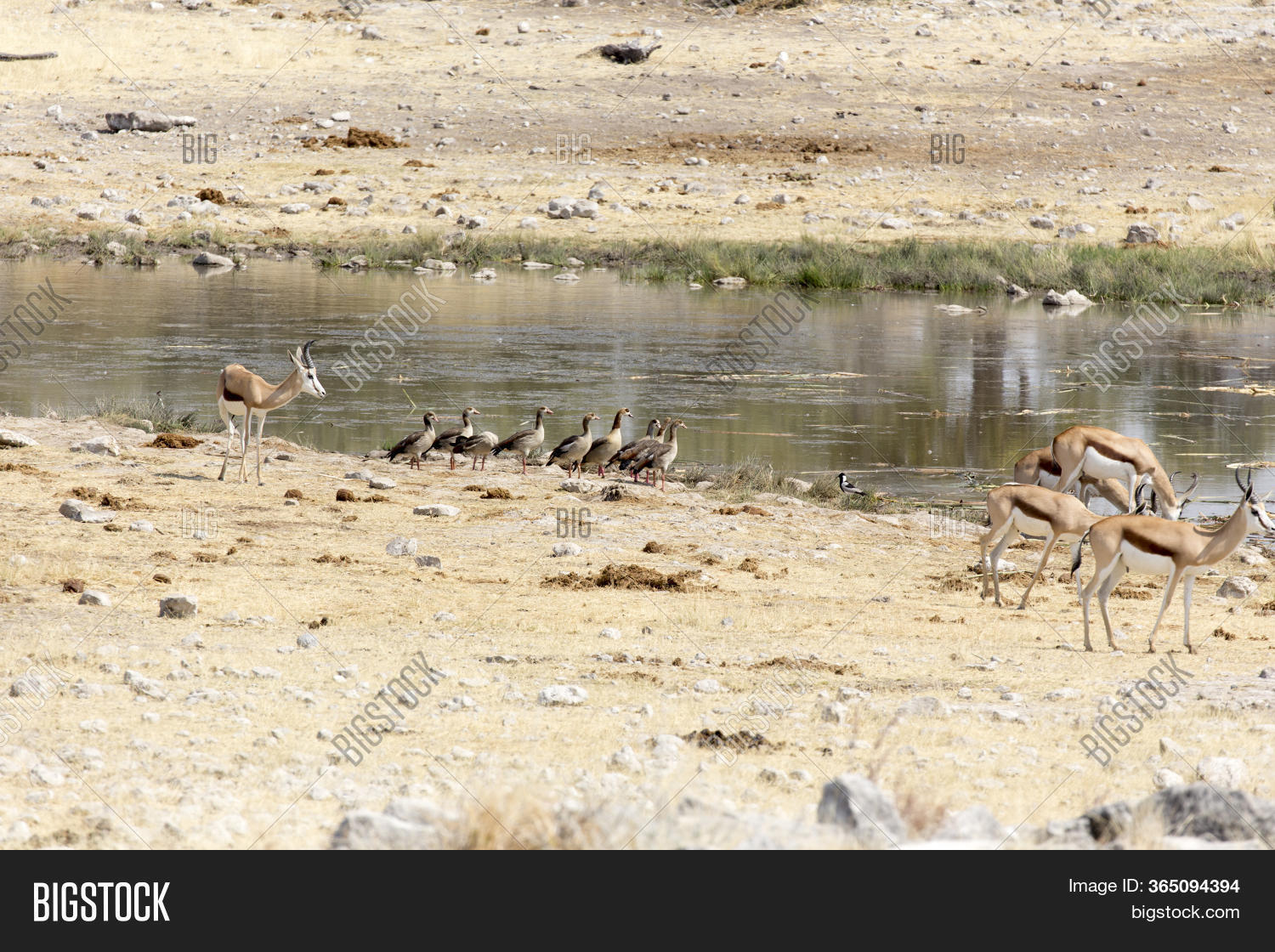 Group Springboks Image & Photo (Free Trial) | Bigstock