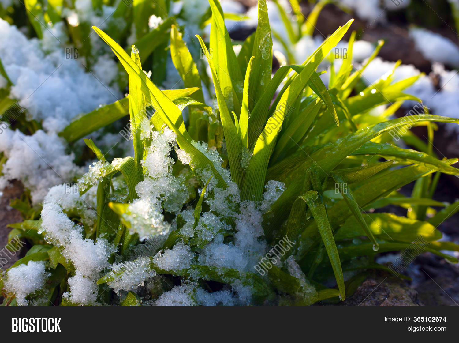 Sprouted Young Grass Image & Photo (Free Trial) | Bigstock