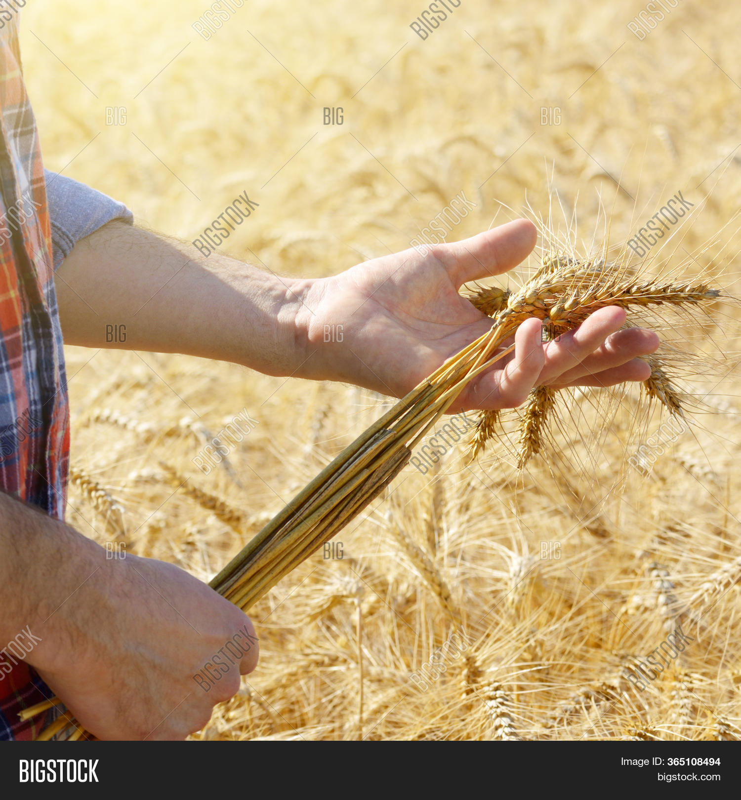 Farmer Holds Wheat Image & Photo (Free Trial) | Bigstock