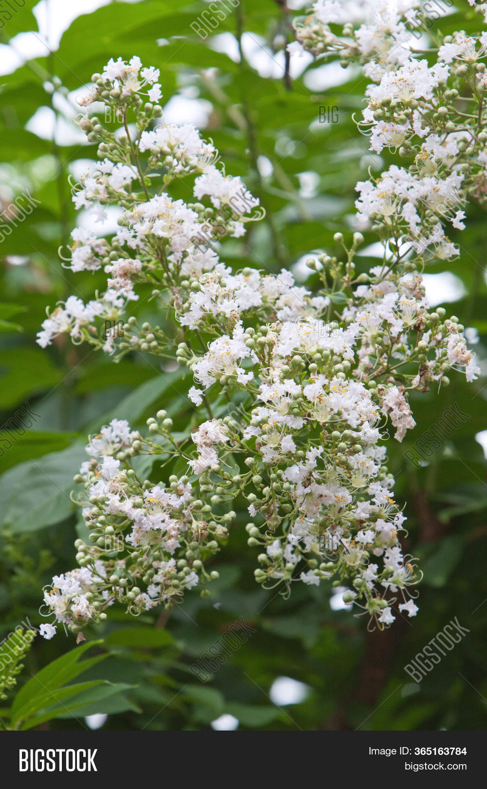 31 May 2008 Plant Nan Image & Photo (Free Trial) | Bigstock