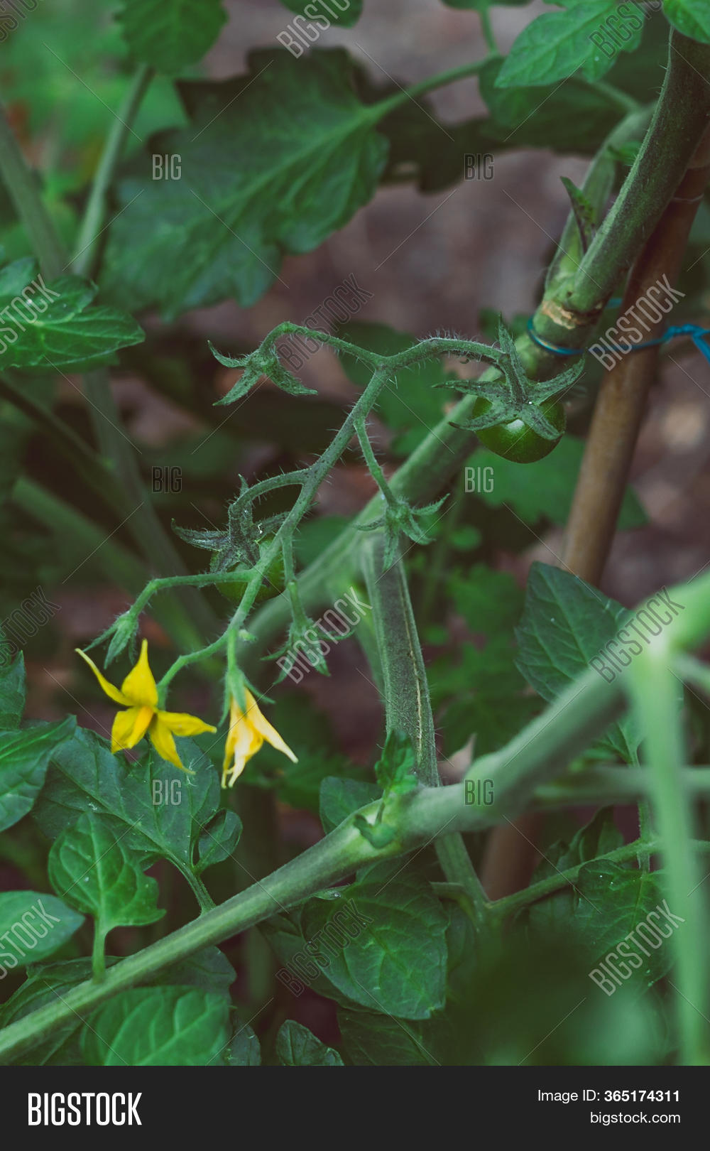 Tomato Plant Flowers Image & Photo (Free Trial) | Bigstock