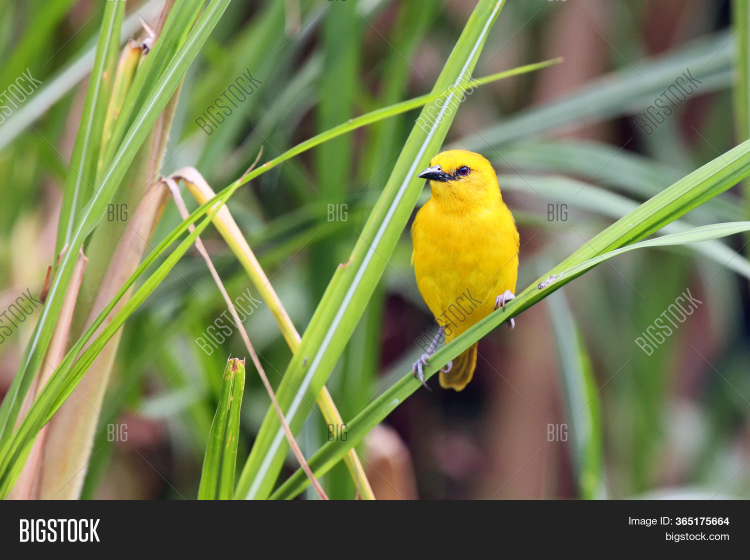 Holub's Golden Weaver Image & Photo (Free Trial) | Bigstock
