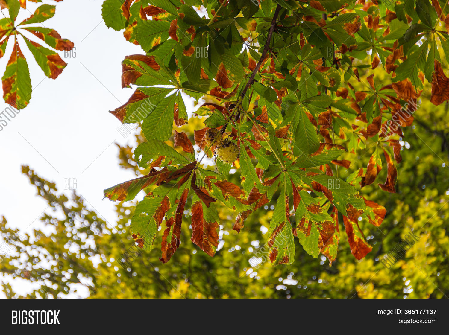 Branches Chestnut Tree Image & Photo (Free Trial) | Bigstock