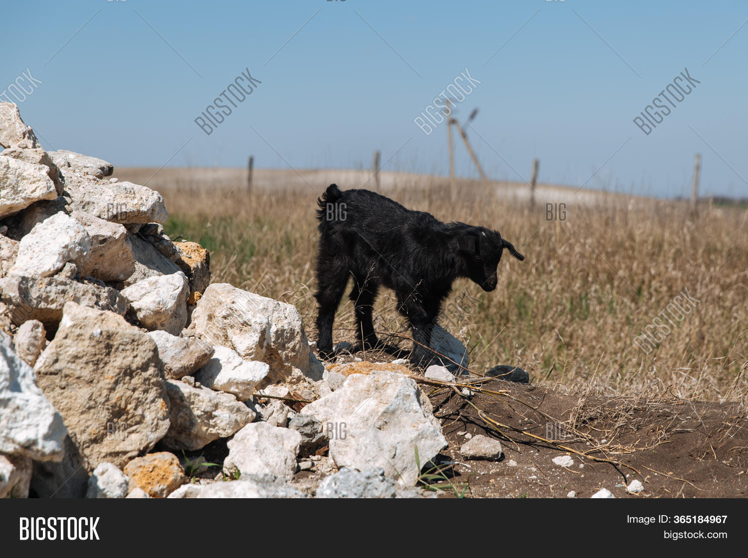 Little Black Goat Image & Photo (Free Trial) | Bigstock