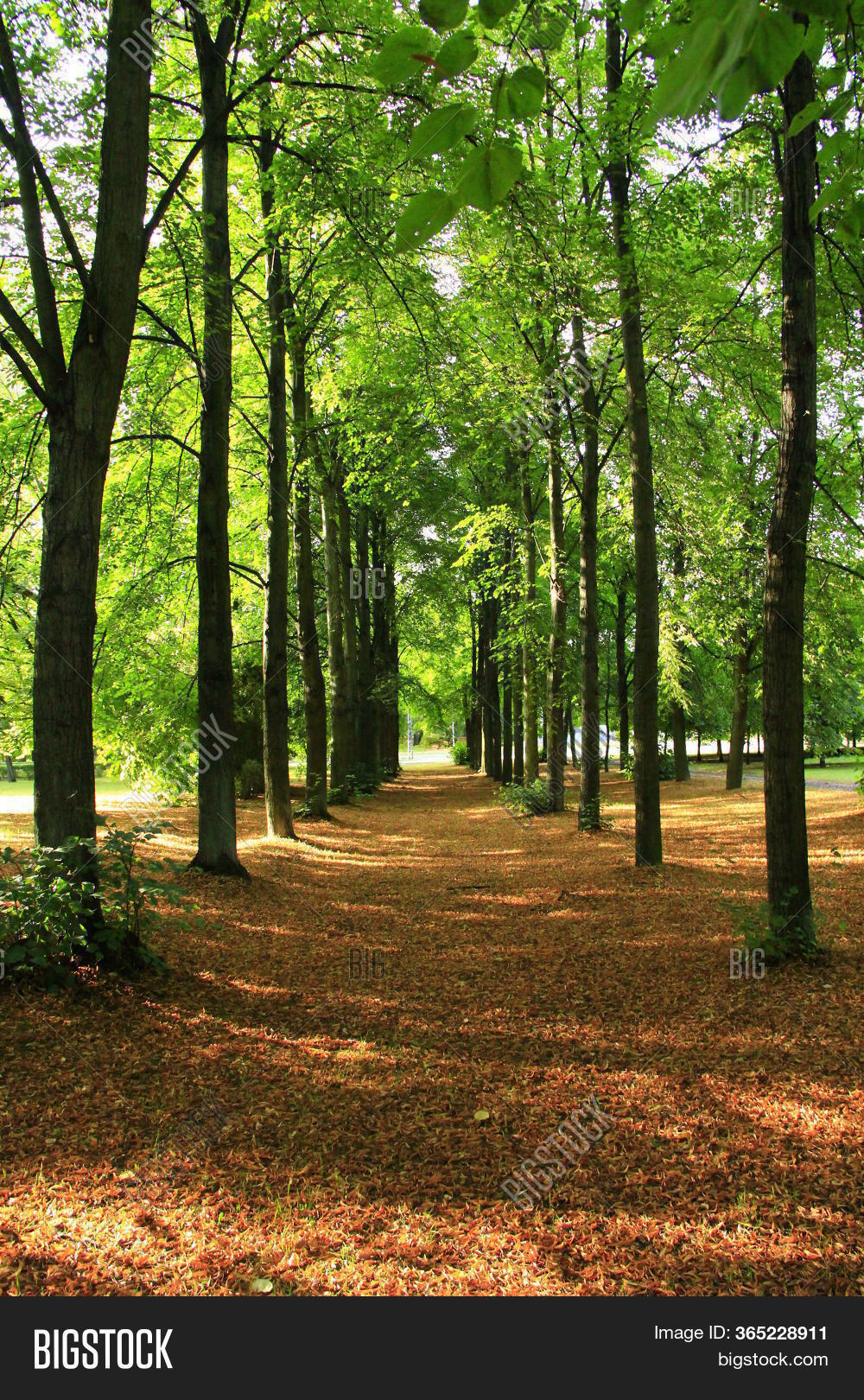 Summer Park Pathway Image & Photo (Free Trial) | Bigstock