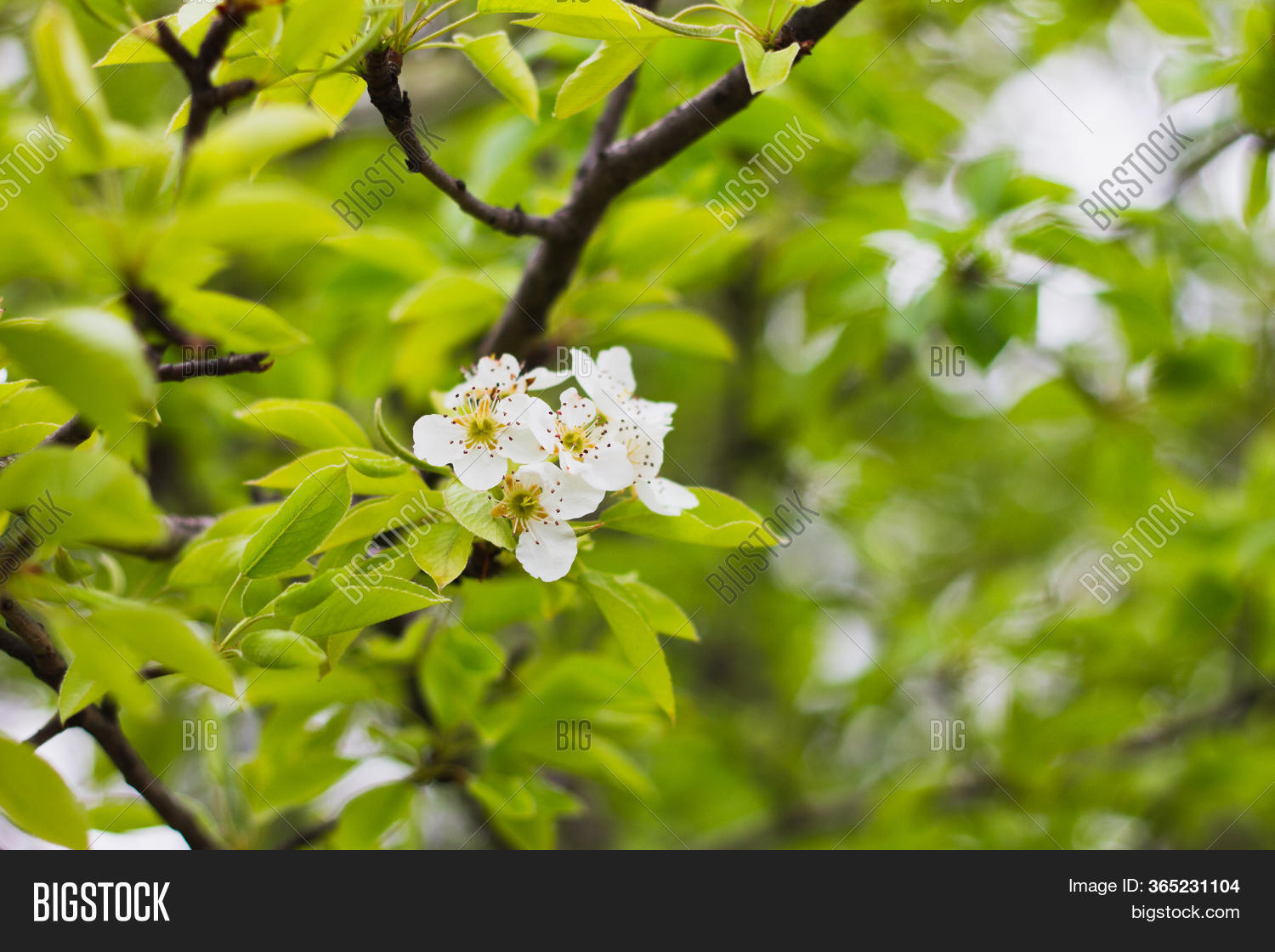 Flowering Pear Image & Photo (Free Trial) | Bigstock