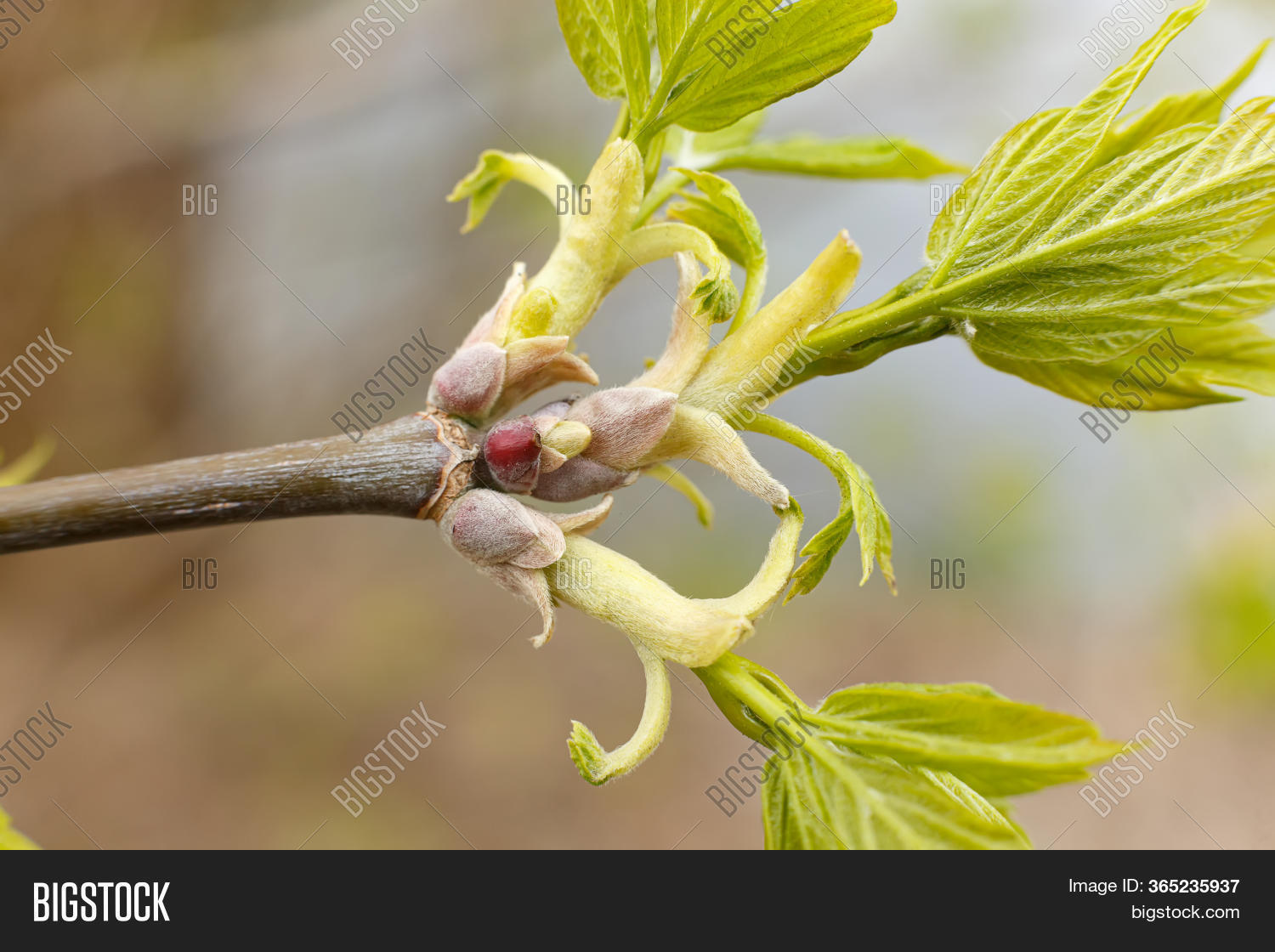 Green Shoot Young Tree Image & Photo (Free Trial) | Bigstock