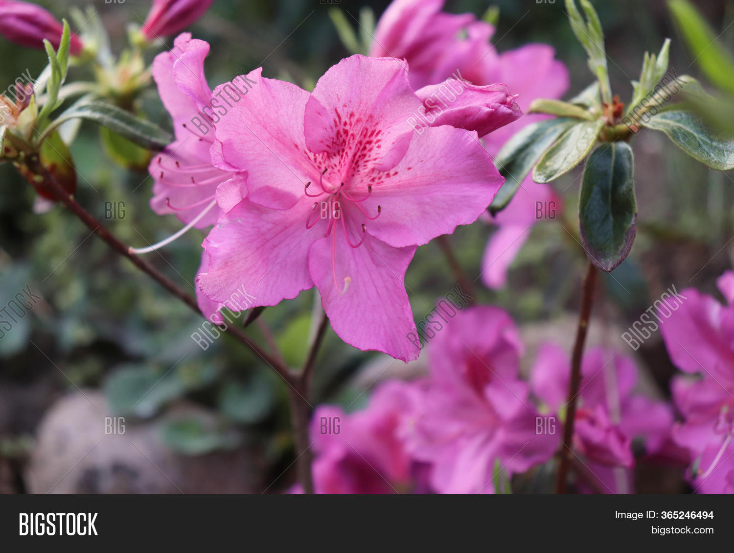 Big Pink Azalea Image & Photo (Free Trial) | Bigstock