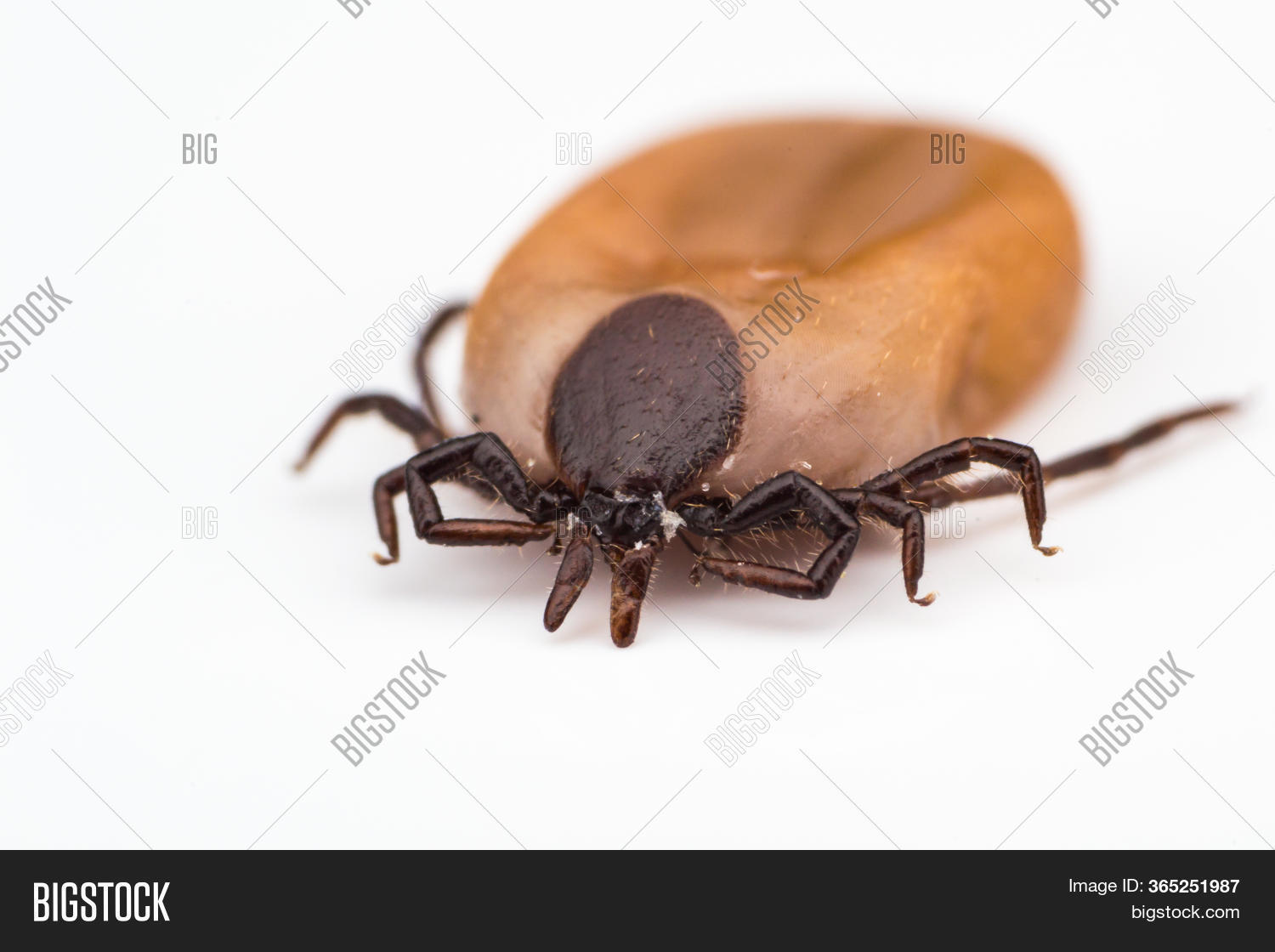 Macro Photo Tick On Image & Photo (Free Trial) | Bigstock