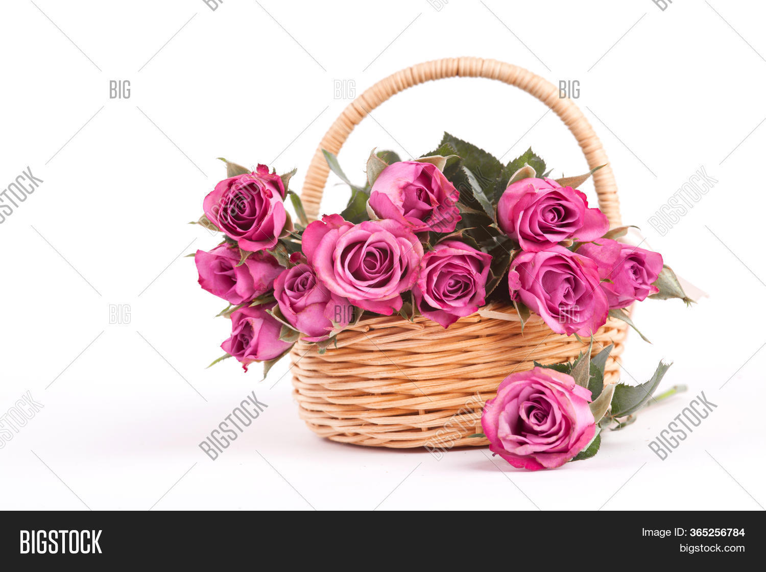 Beautiful Pink Roses Image & Photo (Free Trial) | Bigstock