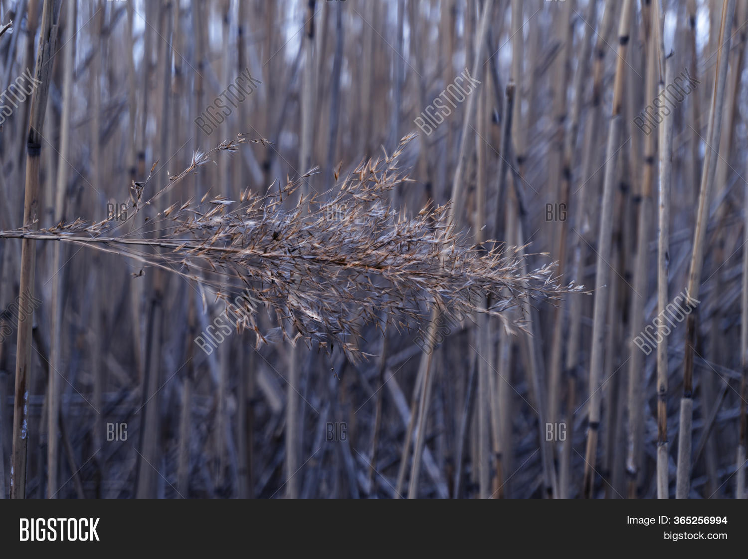 Reed Sedge Field, Image & Photo (Free Trial) | Bigstock