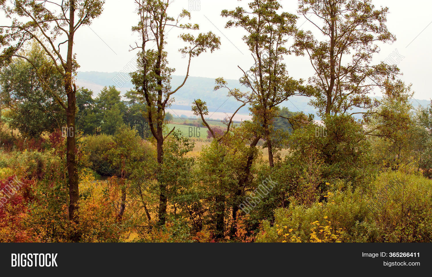 Trees On Edge Forest Image & Photo (Free Trial) | Bigstock