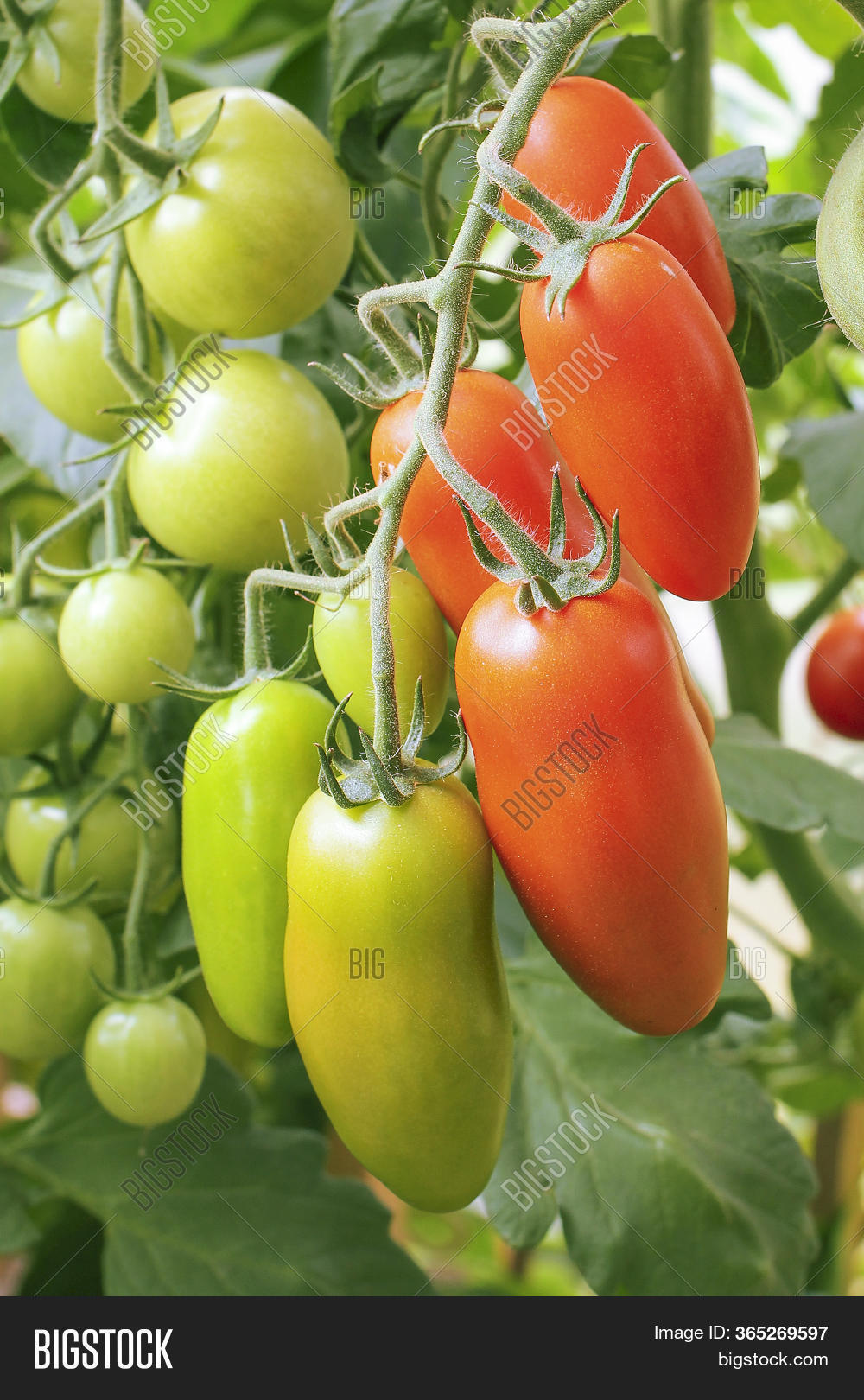 Ripe Unripe Tomatoes Image & Photo (Free Trial) | Bigstock