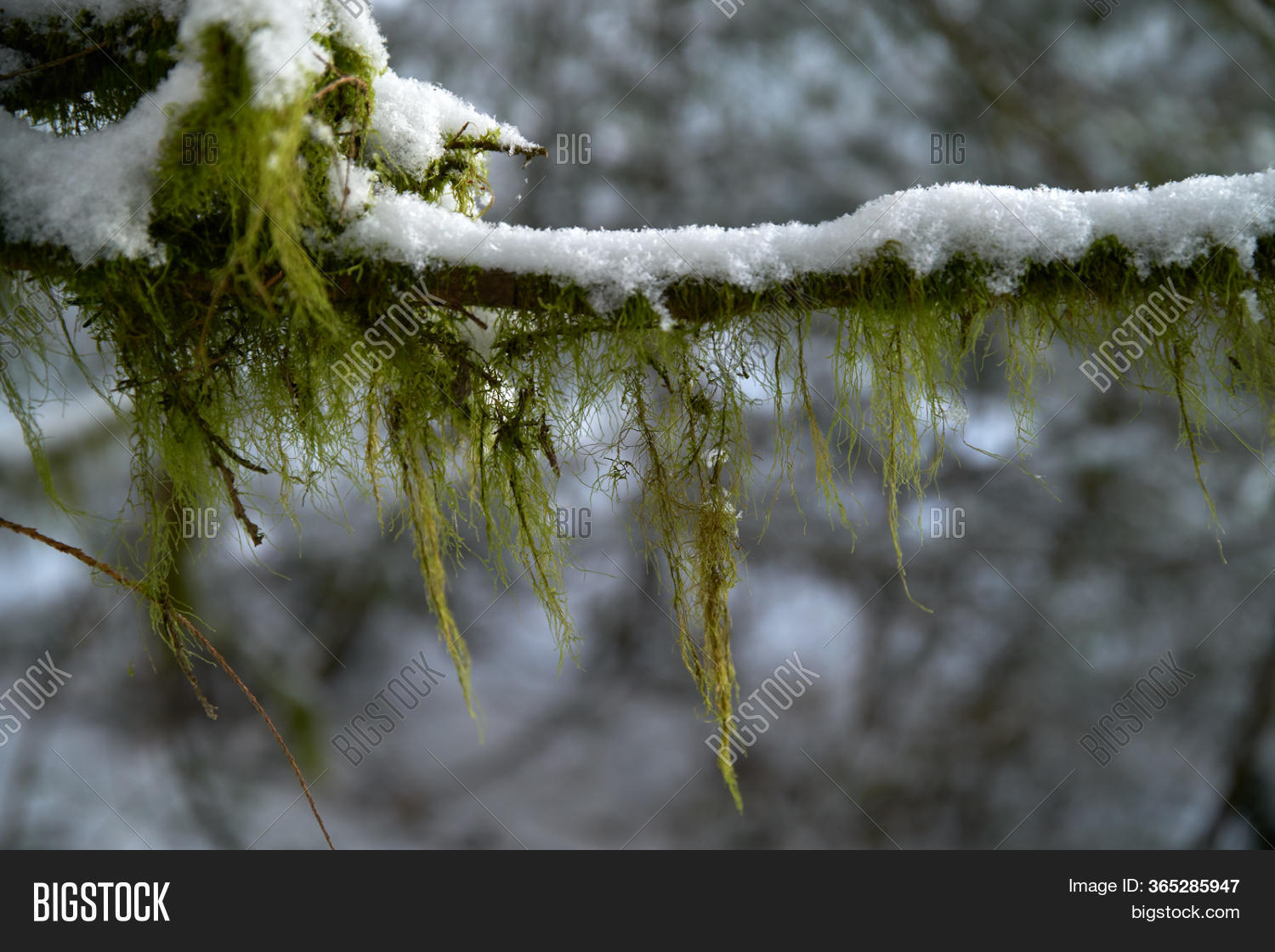 Beard Lichen Snow Image & Photo (Free Trial) | Bigstock