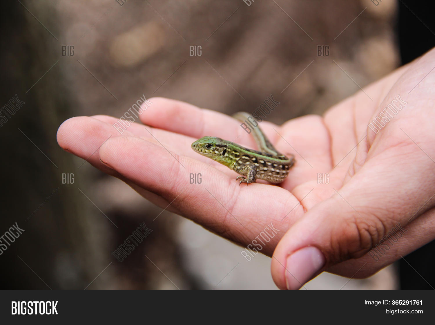 Green Lizard Hands Image & Photo (Free Trial) | Bigstock