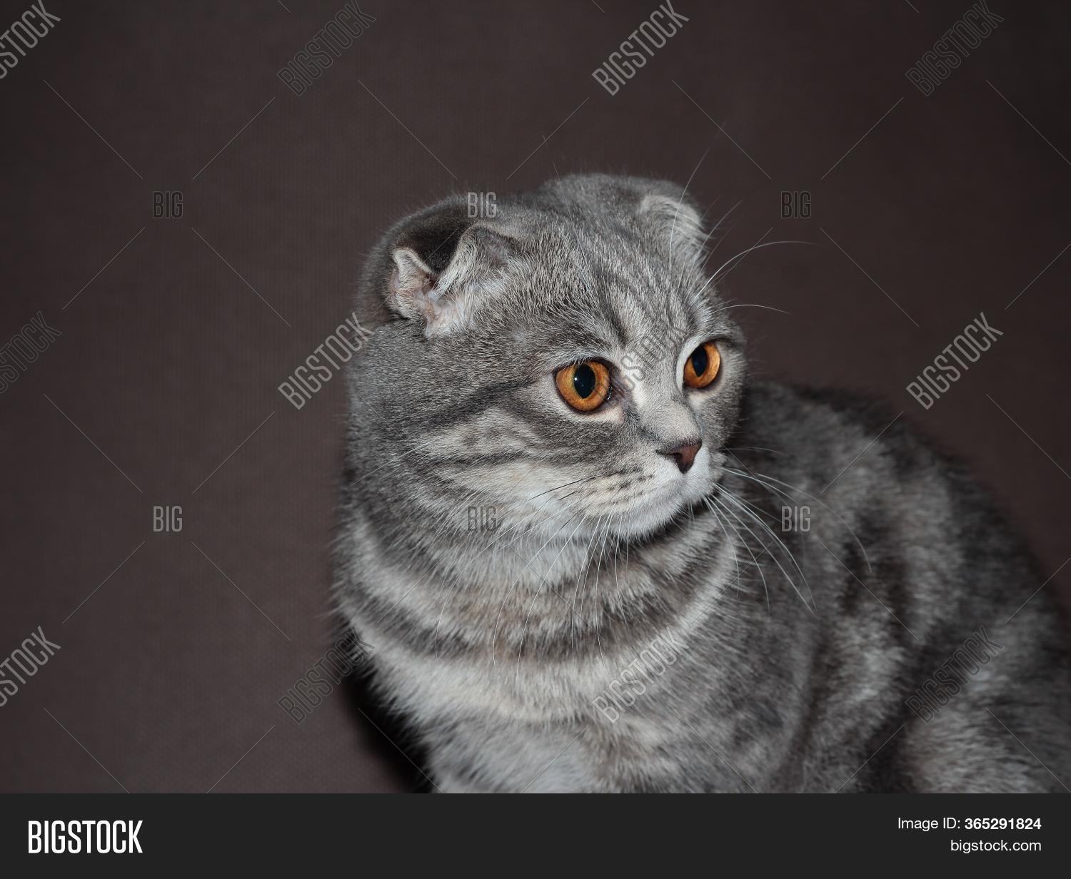 Ash-colored Tabby Cat Image & Photo (Free Trial) | Bigstock