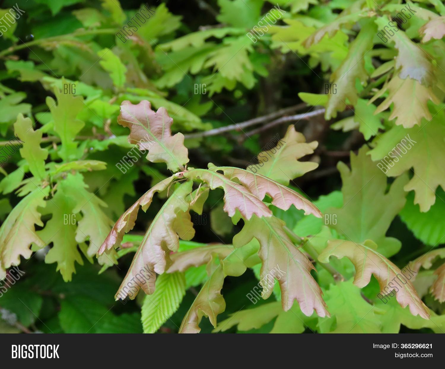 Young Leaves Oak Image & Photo (Free Trial) | Bigstock
