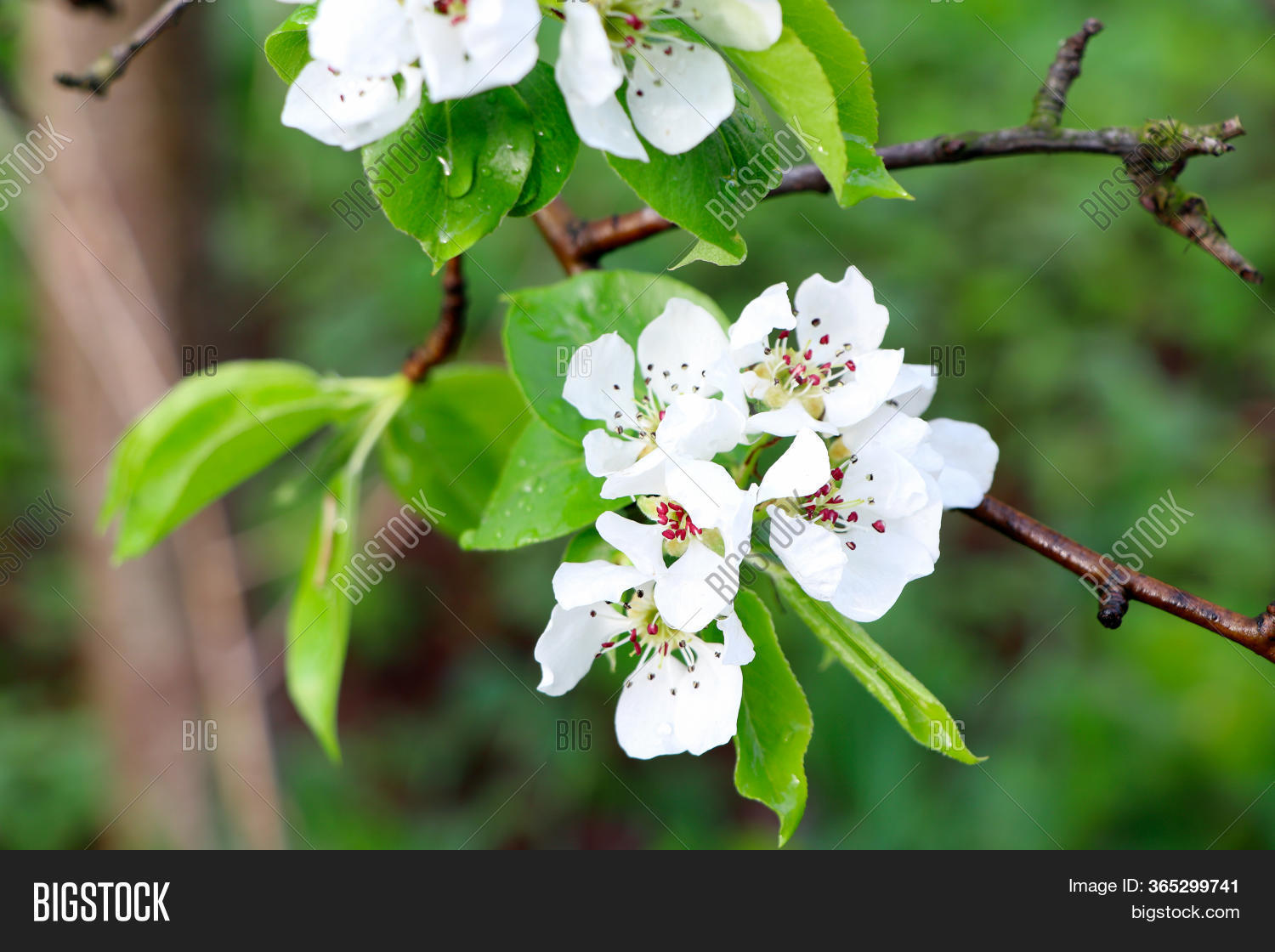 Pear Blossoms. Branch Image & Photo (Free Trial) | Bigstock