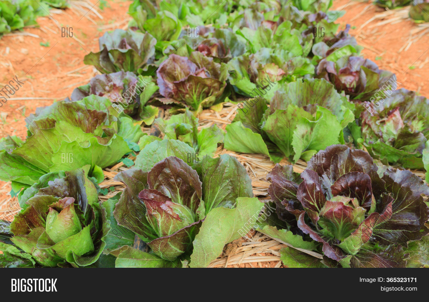 Red Batavia Vegetable Image & Photo (Free Trial) | Bigstock